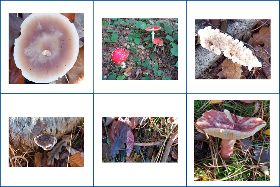 Finding Fungi, Autumn 2024 | Laughton Greenwood